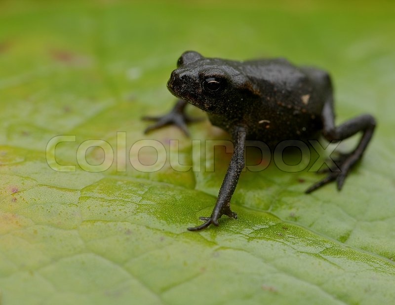Leaf Toad