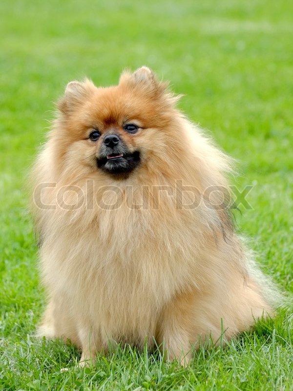 Das Porträt des pommerschen Hund | Stock Bild | Colourbox