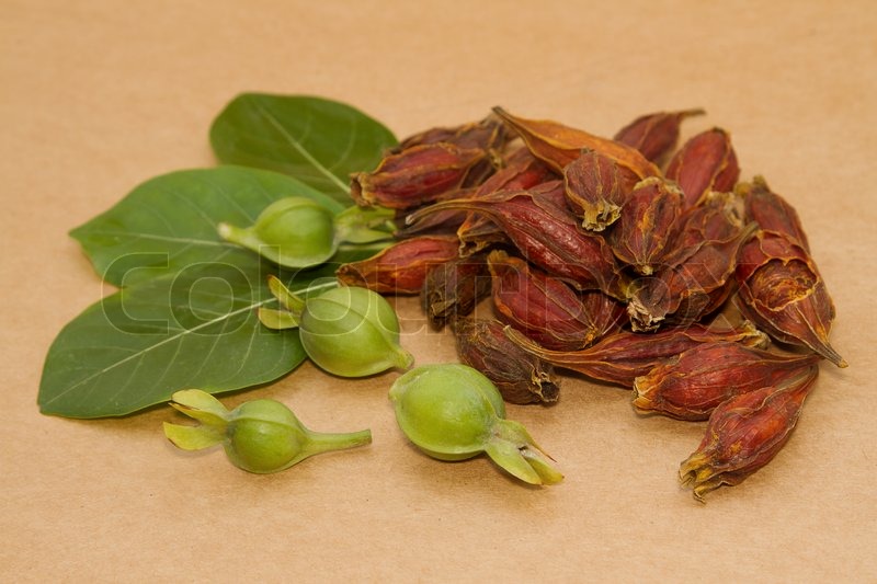 Dried gardenia fruit ,Dried gardenia ... | Stock image | Colourbox