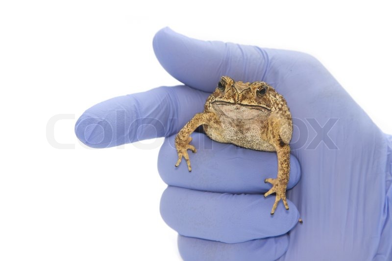Toad a man's hand Isolated | Stock image | Colourbox