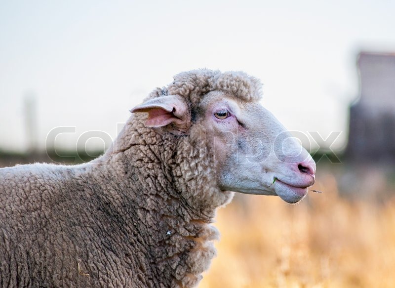 Sheep Face Profile
