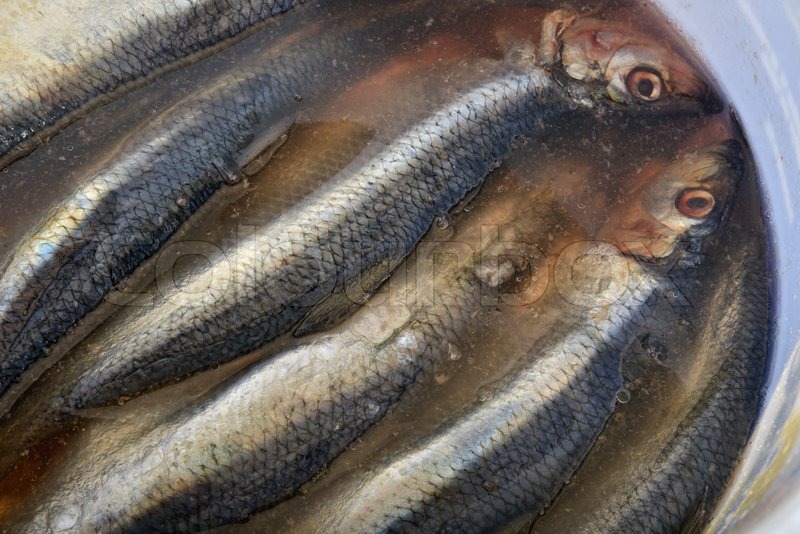 Salted herrings in a bucket, called ... | Stock image | Colourbox