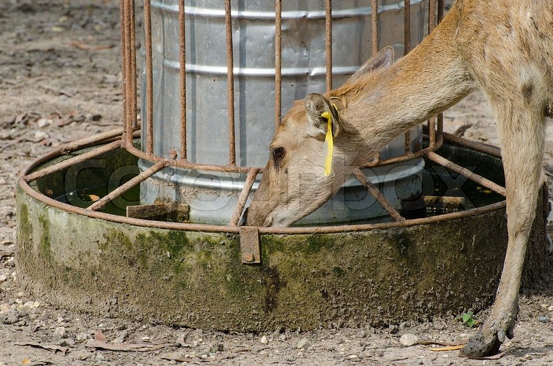 Feeder water for deer | Stock image | Colourbox