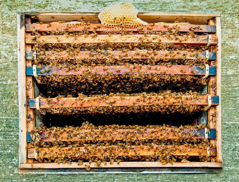 A lot of bees in the hive | Stock image | Colourbox
