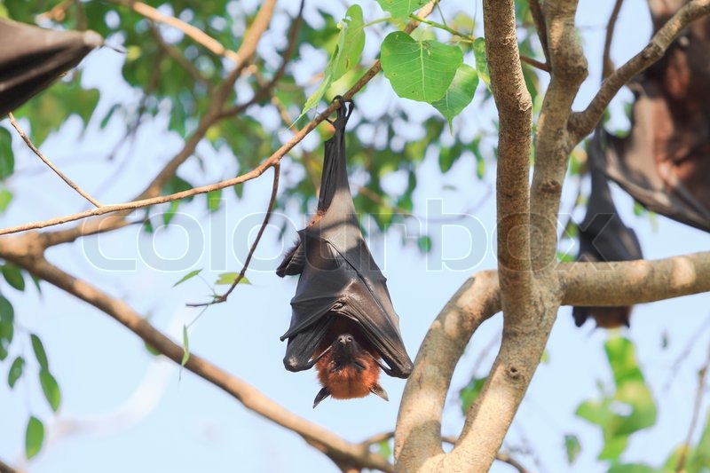 Flying Fox on the tree | Stock image | Colourbox