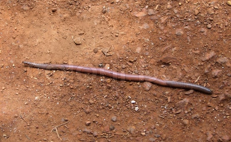 Ground Worm Under Microscope