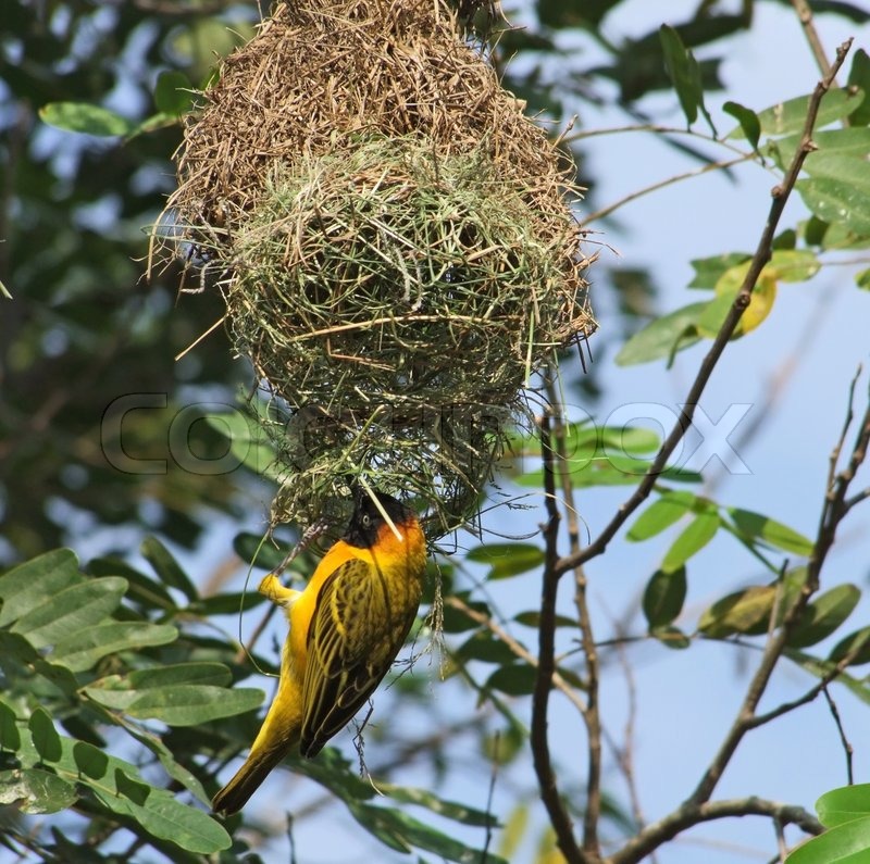 African Weaver Bird Nest