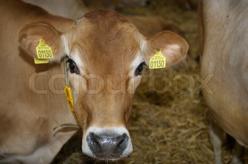 Close-up on cow with ear marks | Stock image | Colourbox