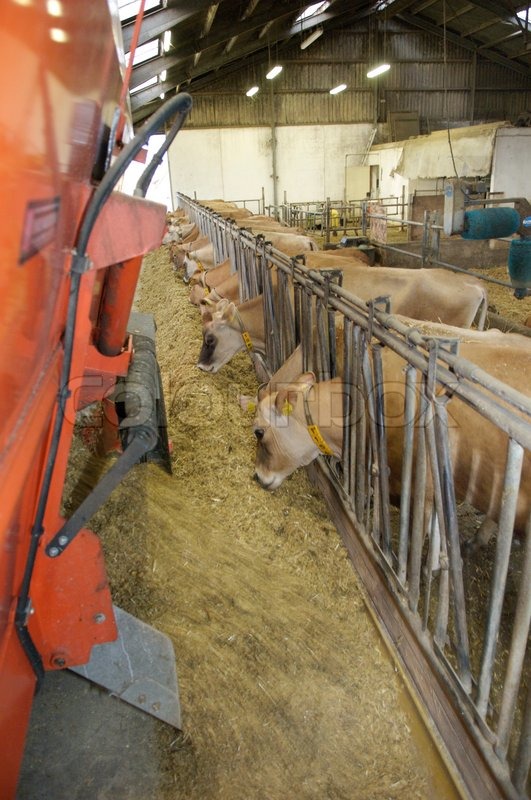 Cows standing in cattle cages and ... | Stock image | Colourbox
