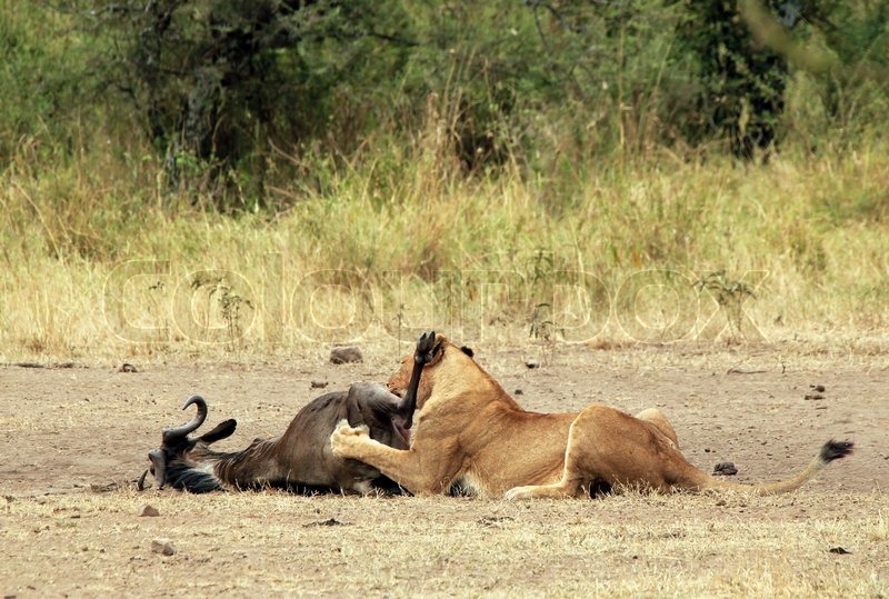 Lioness (Panthera Leo) Eating a ... | Stock image | Colourbox