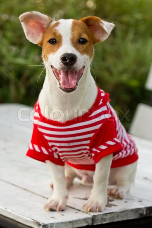 Jack Russell dog wearing a red shirt. | Stock image | Colourbox
