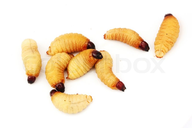 Sago worm larvae insect asian food ... | Stock image | Colourbox