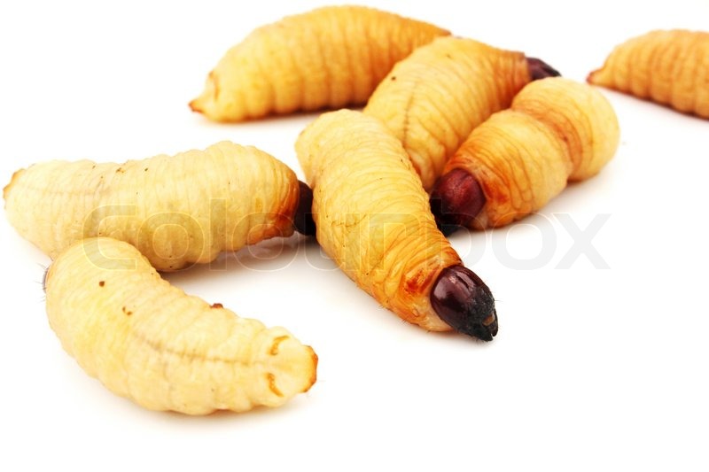 Sago worm larvae insect asian food ... | Stock image | Colourbox