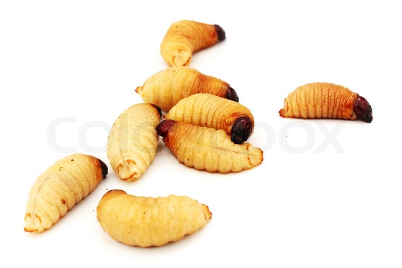 Sago worm larvae insect asian food ... | Stock image | Colourbox