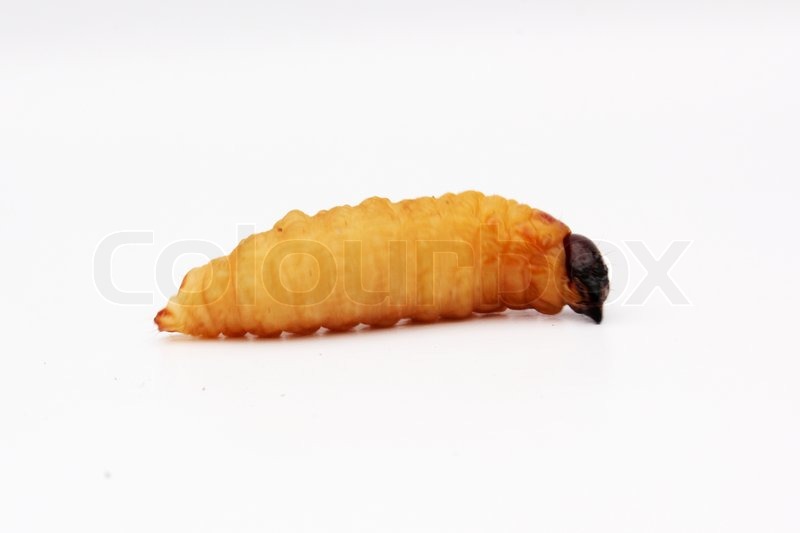 Sago worm larvae insect asian food ... | Stock image | Colourbox