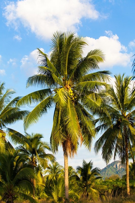 Coconut Tree Images Hd