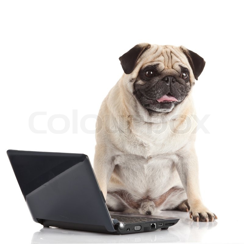 Pug Dog with laptop. | Stock image | Colourbox