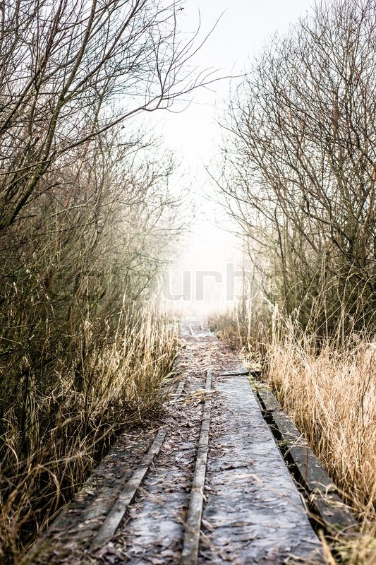 Nature path surrounded by trees and ... | Stock image | Colourbox