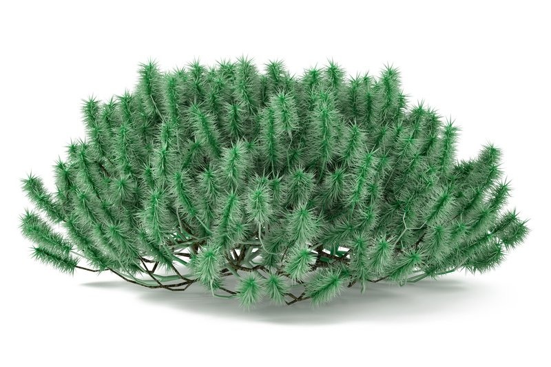 Decorative pine bush isolated | Stock image | Colourbox
