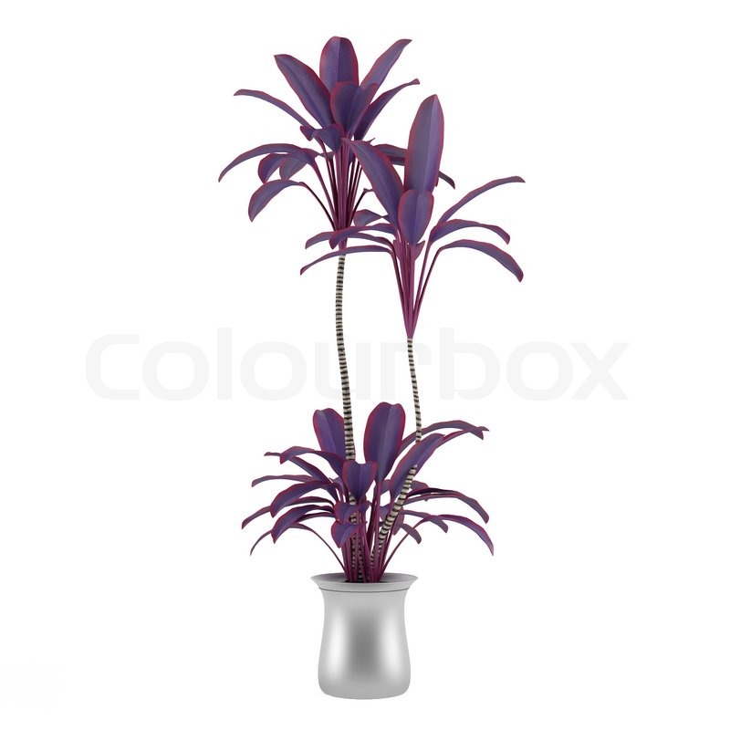 Exotic violet palm plant tree in the ... | Stock image | Colourbox