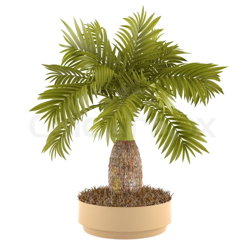 Decorative palm plant in the pot at the ... | Stock image | Colourbox