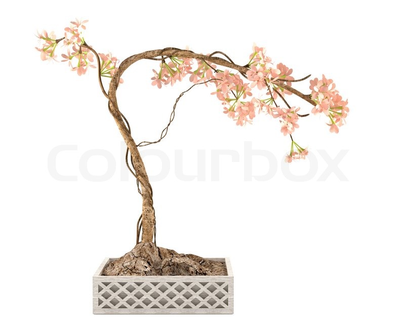 Japan sakura bonsai pot at the white ... | Stock image | Colourbox