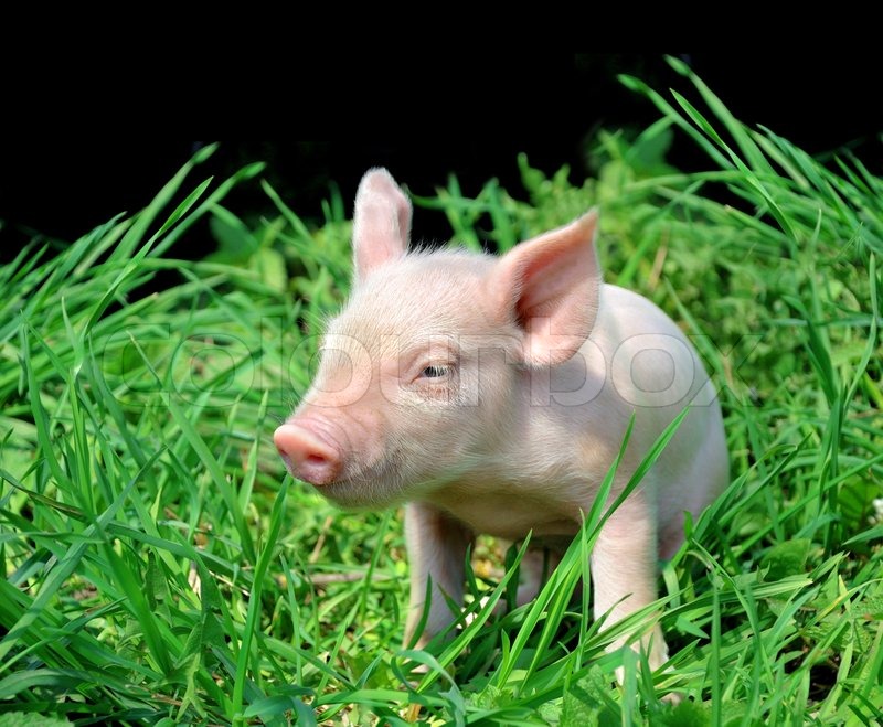 Young pig on a green grass | Stock Photo | Colourbox