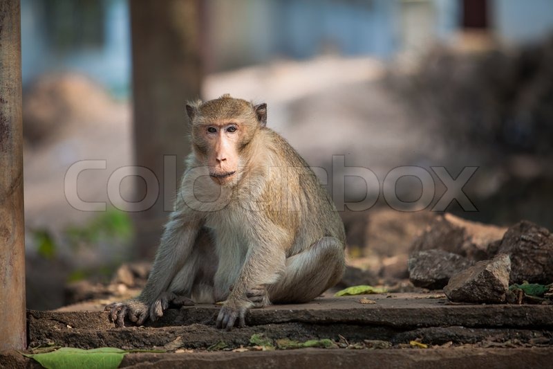Monkey | Stock Photo | Colourbox