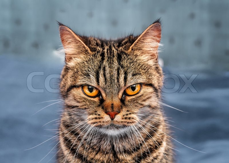 European cat | Stock image | Colourbox