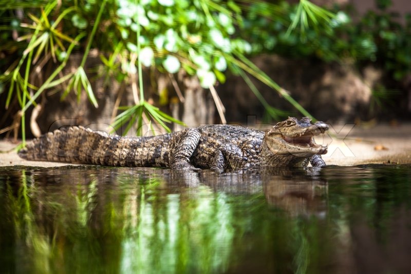 Caiman crocodilus. young alligator | Stock image | Colourbox