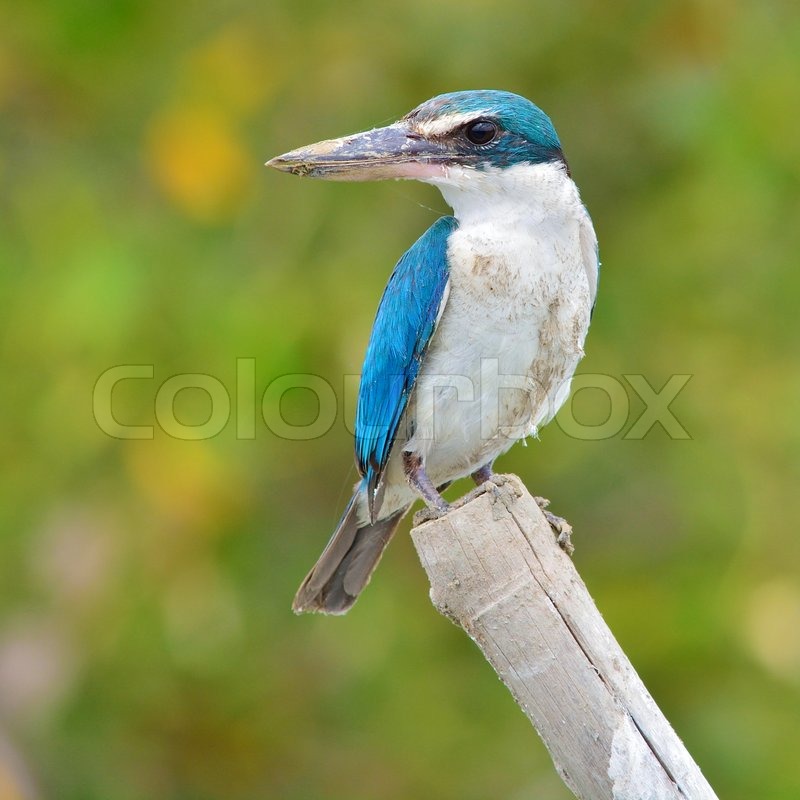 Blue and white Kingfisher, Collared ... | Stock image | Colourbox