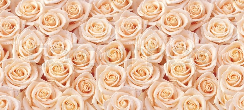 Beige roses horizontal seamless pattern | Stock Photo | Colourbox