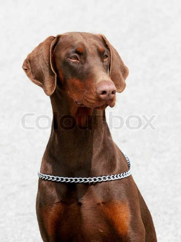 Portrait of Dobermann -- Brown with ... | Stock image | Colourbox