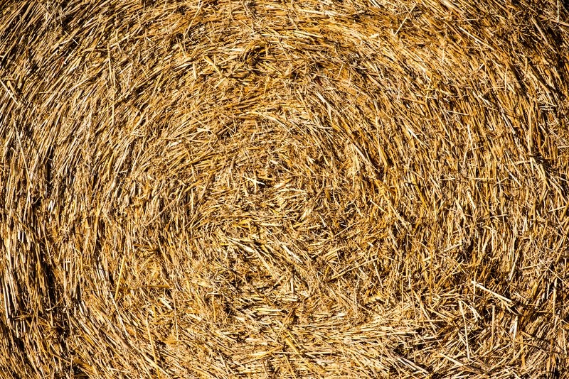 Bales of hay in the fields after harvest in summer time | Stock Photo ...