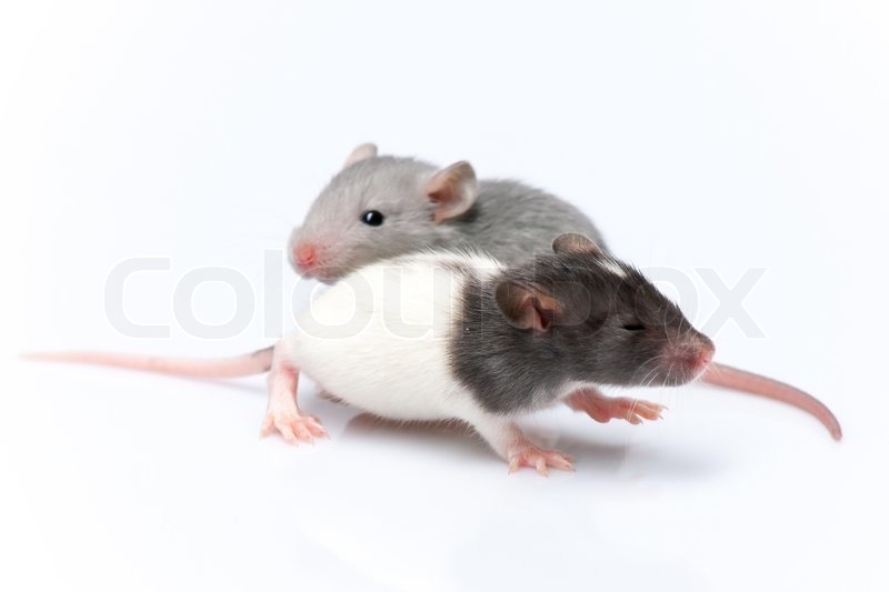 Cute White Rats