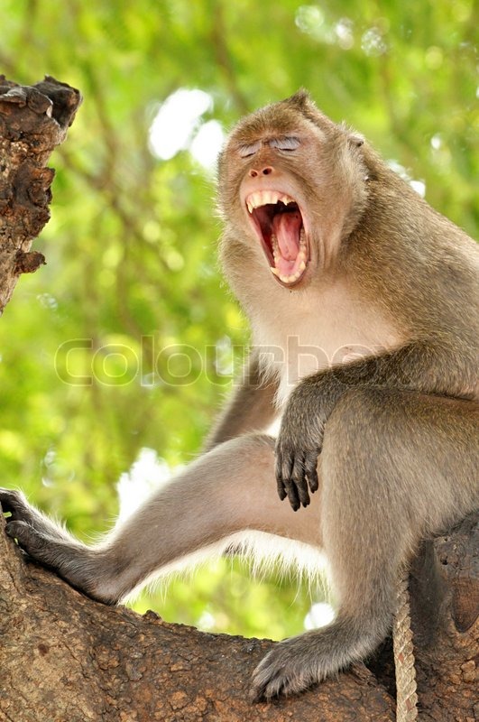 Monkey yawning on the tree | Stock image | Colourbox