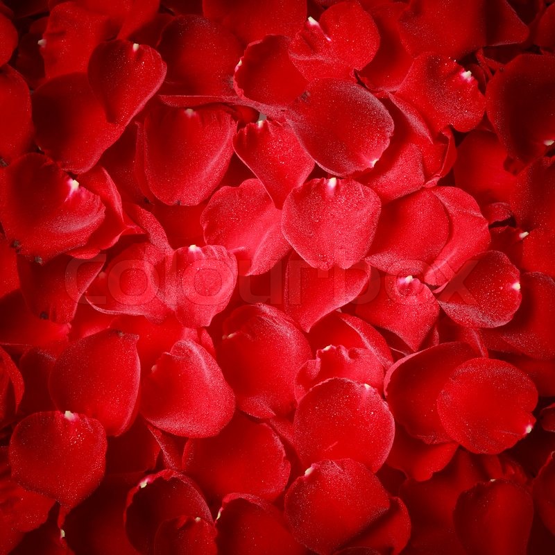 Flower Petal Texture