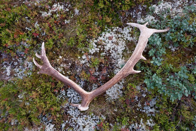 Horn of deer on green grass at Ural ... | Stock Photo | Colourbox