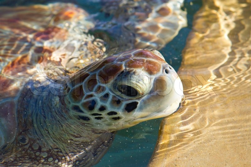 Sea Turtle Eyes and Face, Grand Cayman | Stock Photo | Colourbox