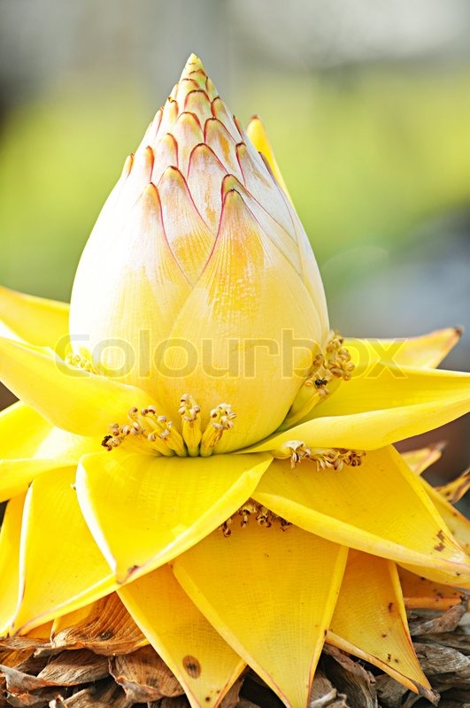 Tropical yellow flower | Stock image | Colourbox