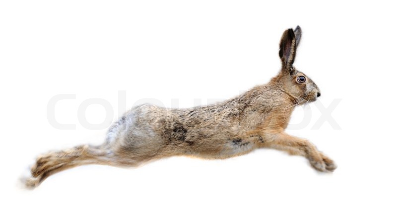 Hare isolated in white background | Stock image | Colourbox