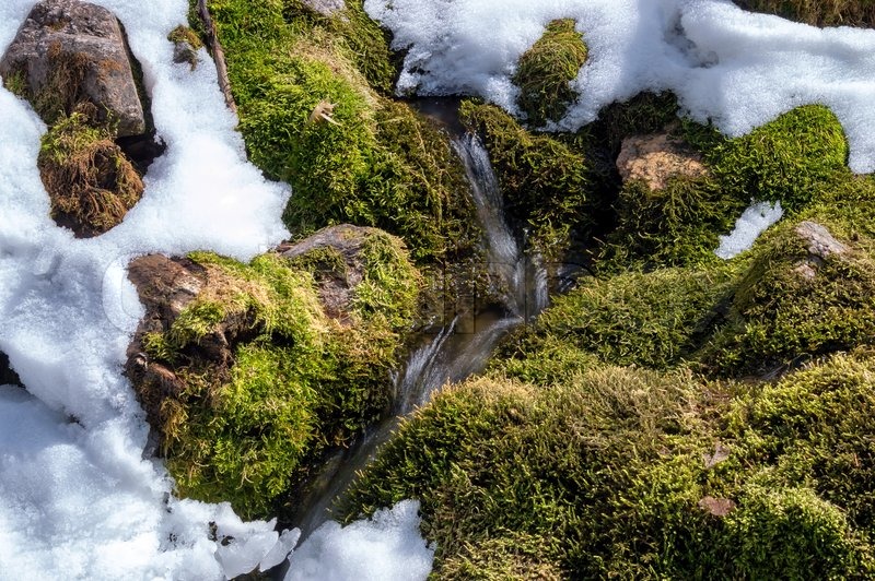 Green moss and snow on the mountain ... | Stock image | Colourbox