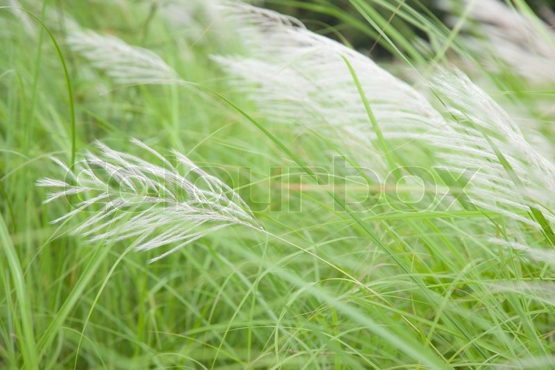 Flower of grass Flowers of the grass ... | Stock image | Colourbox