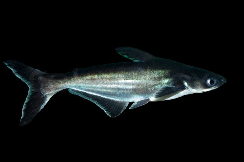 Shark fish on black background | Stock image | Colourbox