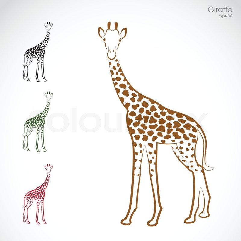 Vector image of an giraffe on a white ... | Stock vector | Colourbox