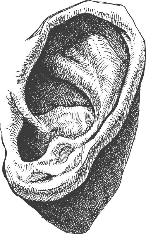 Human ear. realistic hand drawn ... | Stock vector | Colourbox