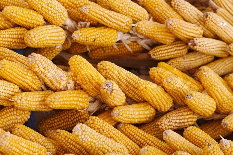 A photo of corn drying itself to the ... | Stock image | Colourbox