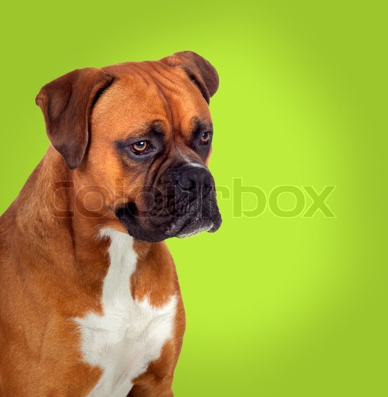 Boxer Dog Profile