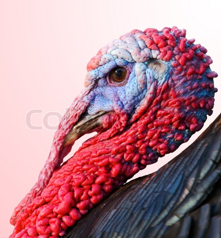 Profile of a turkey isolated on a over ... | Stock image | Colourbox