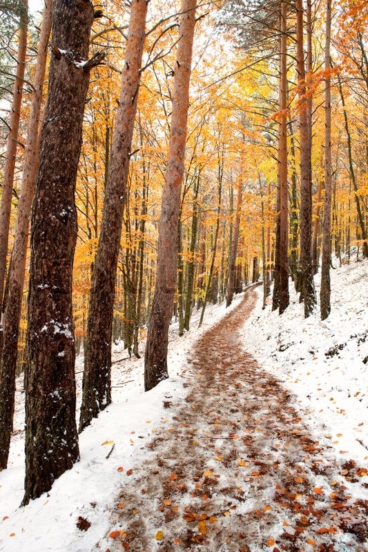 Beautiful Snowy Forest